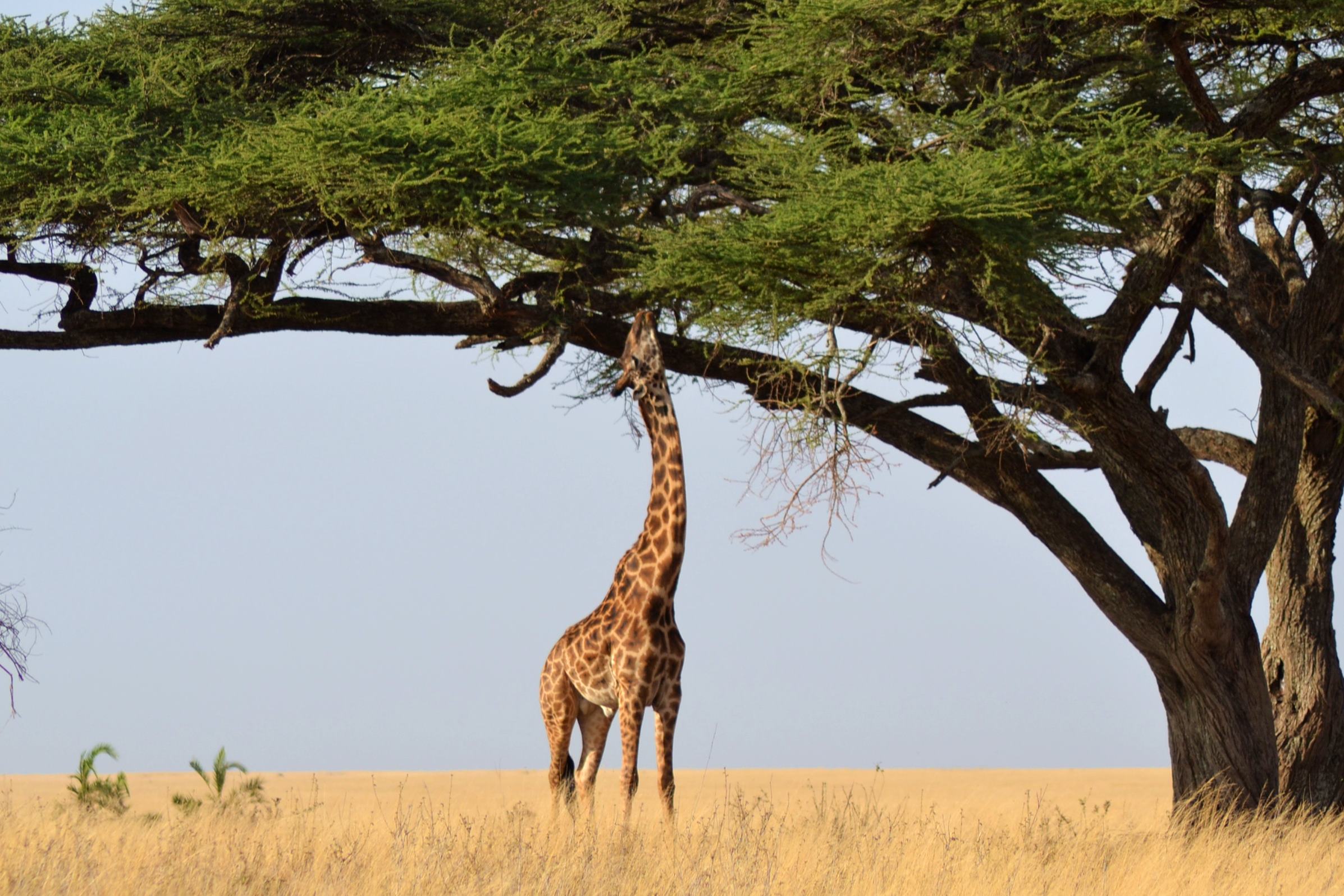SERENGETI e NGORONGORO: como fazer safári - Bora Viajar Agora