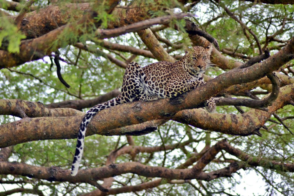 MURCHISON FALLS e KIBALE (Uganda): o que fazer - Bora Viajar Agora